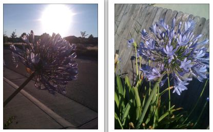 6 Quick Fixes To Common Cell Phone Camera Problems