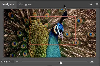 4 Nifty Ways to Zoom in Photoshop