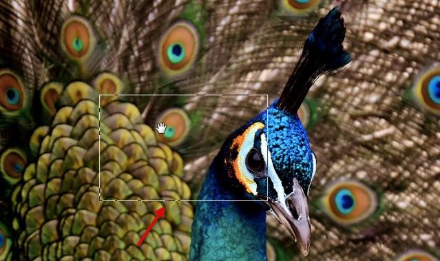 4 Nifty Ways to Zoom in Photoshop