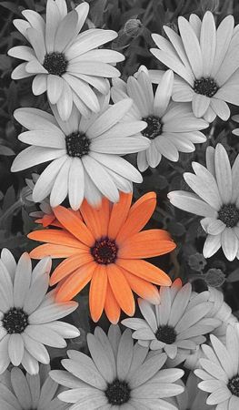 How to Selectively Apply Color to Black-and-White Photos