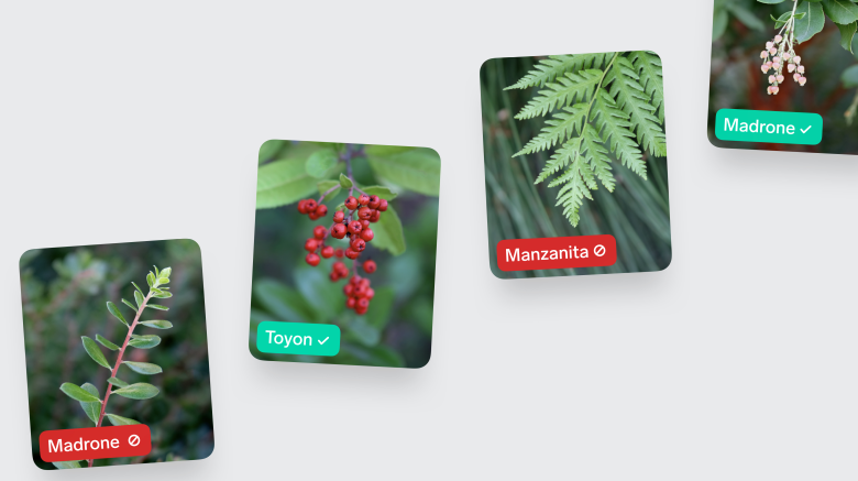 How to Create a Machine Learning Model With Microsoft Lobe