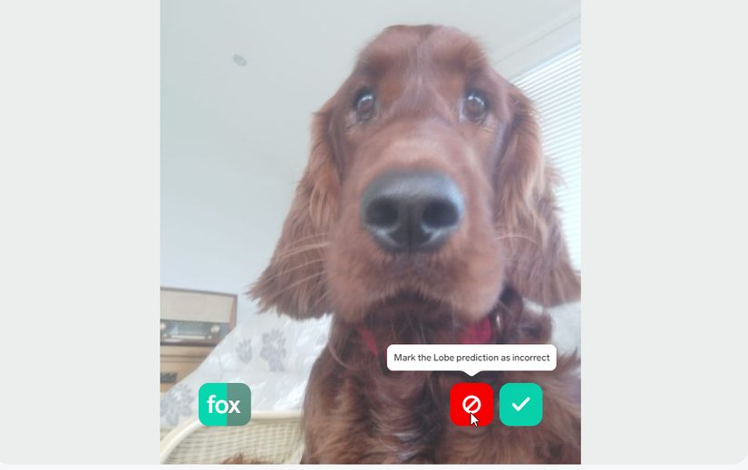 How to Create a Machine Learning Model With Microsoft Lobe
