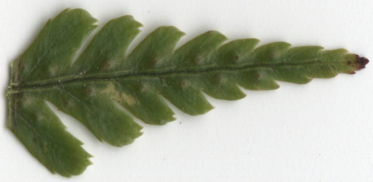 Control Scanners in Linux With the SANE API