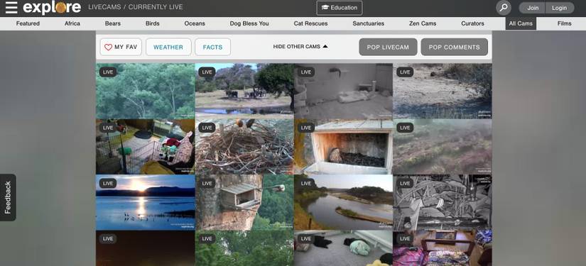 6 Sites for Watching Nature Live Streams Online