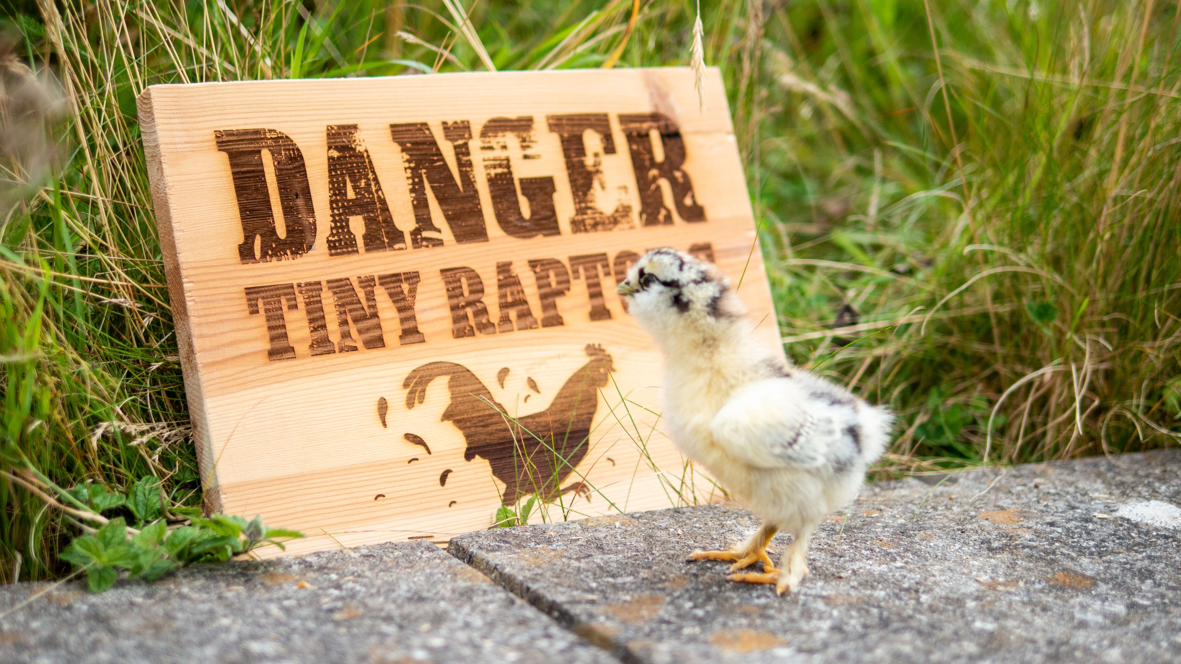 Twotrees Totem S 40W Laser Engraver Review: You Need This in Your Workshop