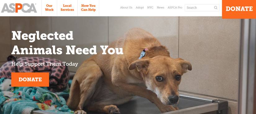 Where to Find Dogs & Puppies for Sale Near You: 10 Ethical Sites