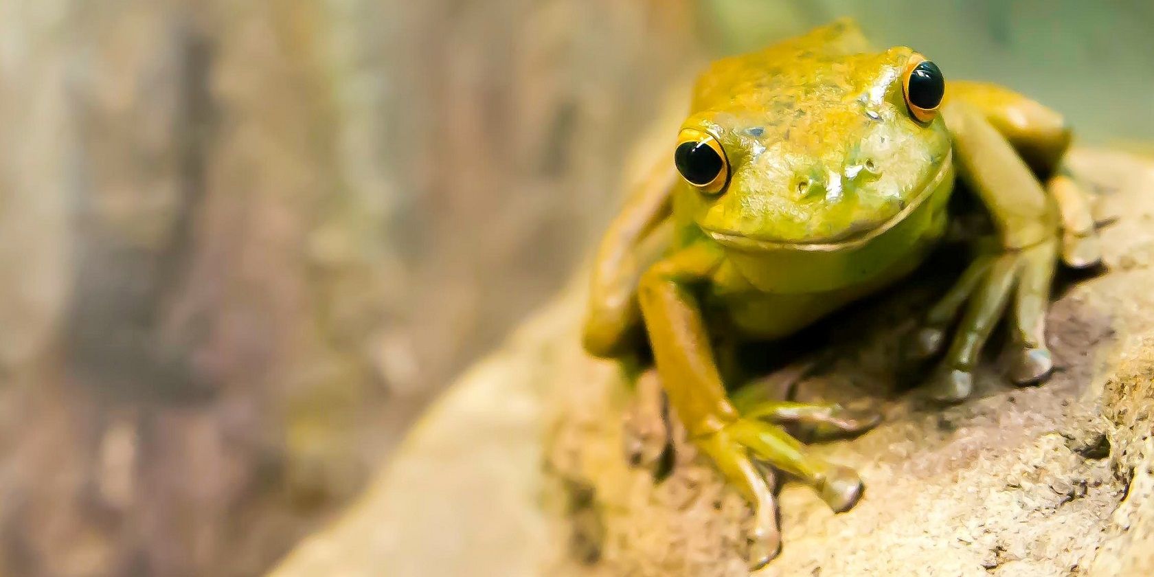 How to Use the Eat That Frog Method Using Todoist