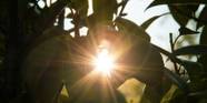 What Is Lens Flare In Photography How And Why It Happens What Is Lens Flare In Photography How And Why It Happens