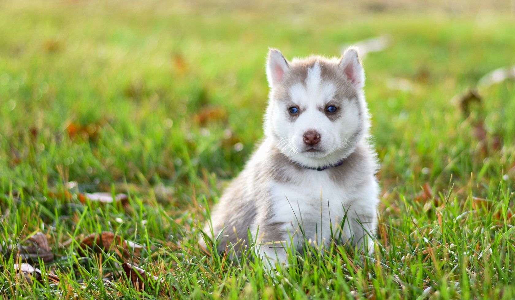 8 Pet Photography Tips for Adorable Shots