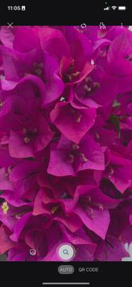 The 5 Best Plant Identifier Apps For Android And IPhone