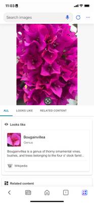 The 5 Best Plant Identifier Apps For Android And IPhone