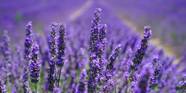 The 5 Best Plant Identifier Apps For Android And IPhone