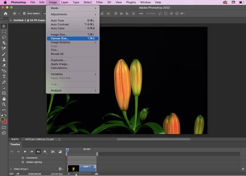 How to Make a Blooming Flower Time-Lapse: A Beginner's Guide
